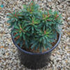 Euphorbia 'Tiny Tim' - Dwarf Martin's Spurge | Western Star Nursery