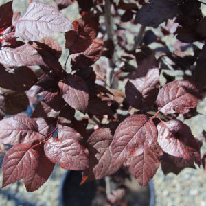 Prunus cerasifera 'Krauter Vesuvius' - Purple Leaf Plum | Western Star Nur