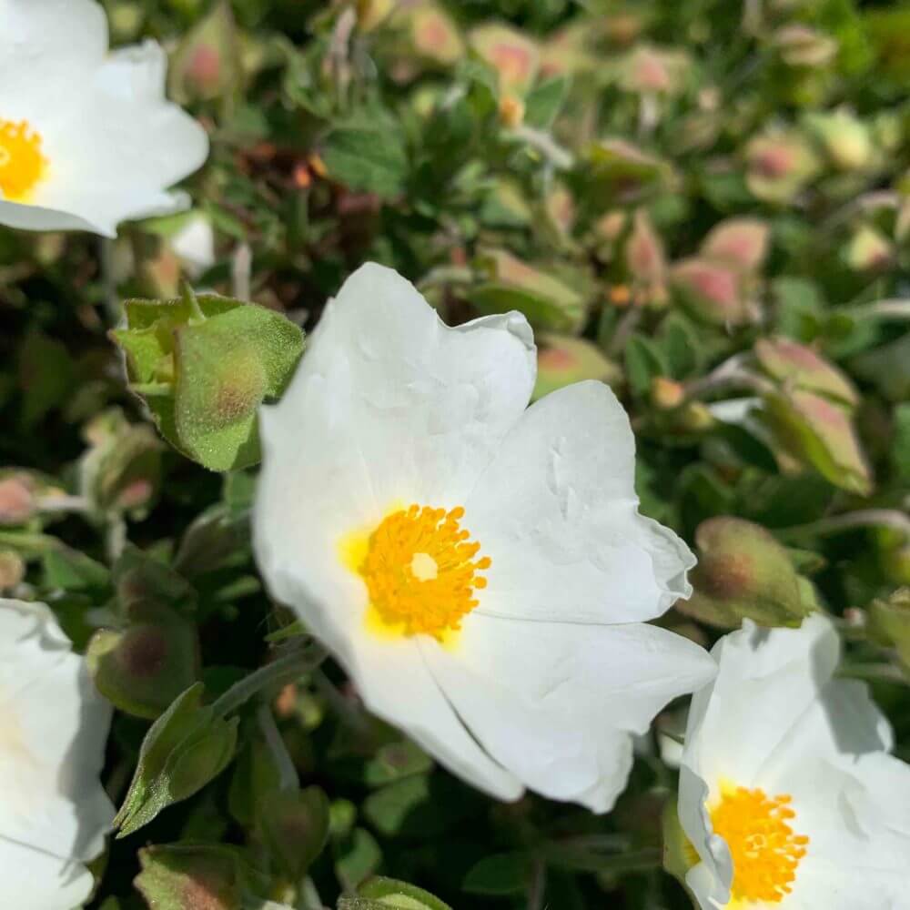 Cistus salvifolius 'Prostratus' - Sageleaf Rockrose | Western Star Nursery