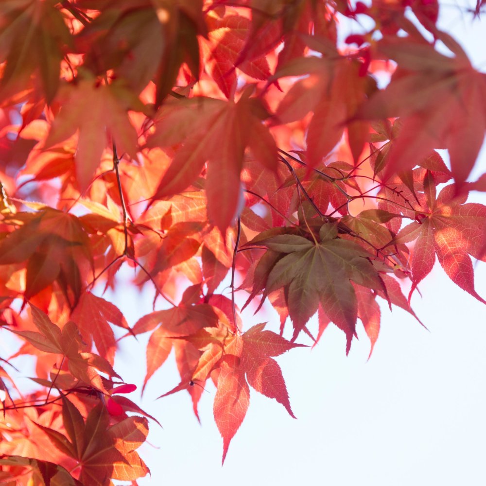 Acer rubrum 'Franksred' -Red Sunset® Red Maple | Western Star Nursery