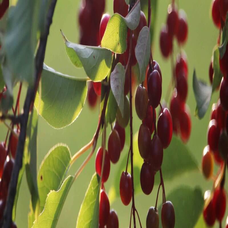 Prunus caroliniana 'Compacta' - Dwarf Carolina Laurel Cherry | Western ...