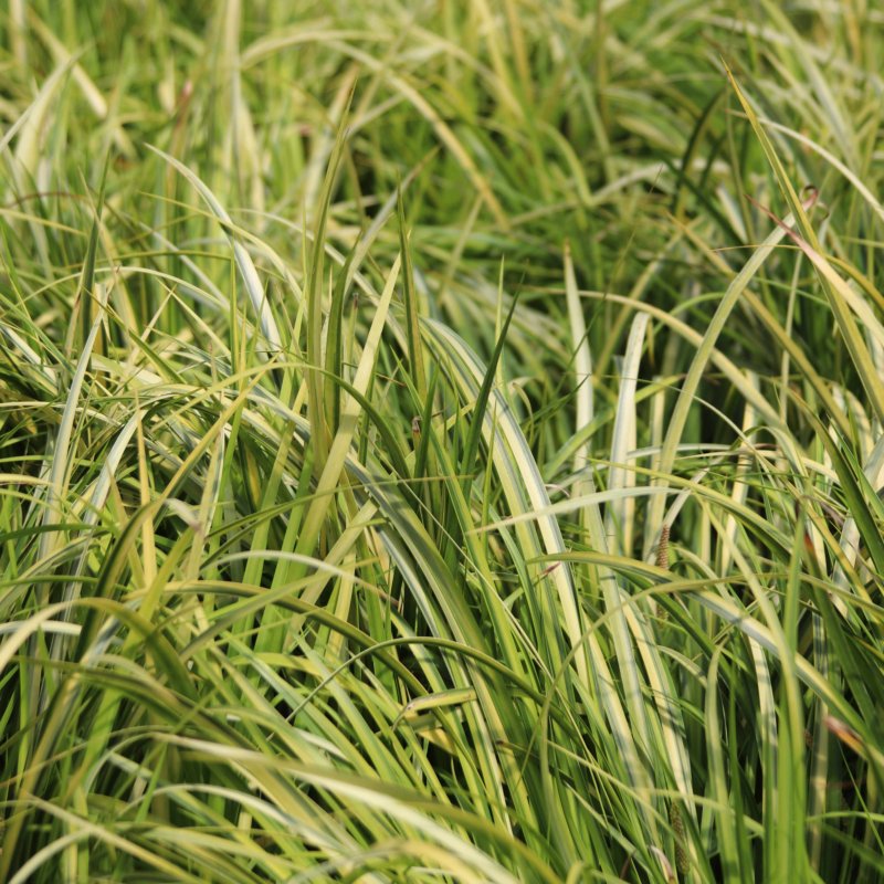 Plants - Catalog | Western Star Nurseries