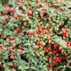 Cotoneaster dammeri 'Lowfast' - Bearberry Cotoneaster | Western Star Nur