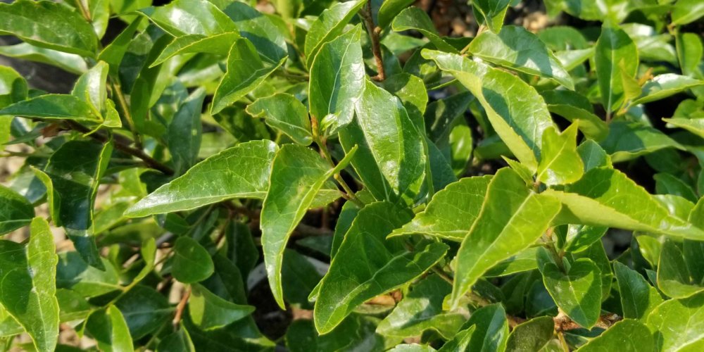 Prunus caroliniana 'Compacta' - Dwarf Carolina Laurel Cherry | Western ...