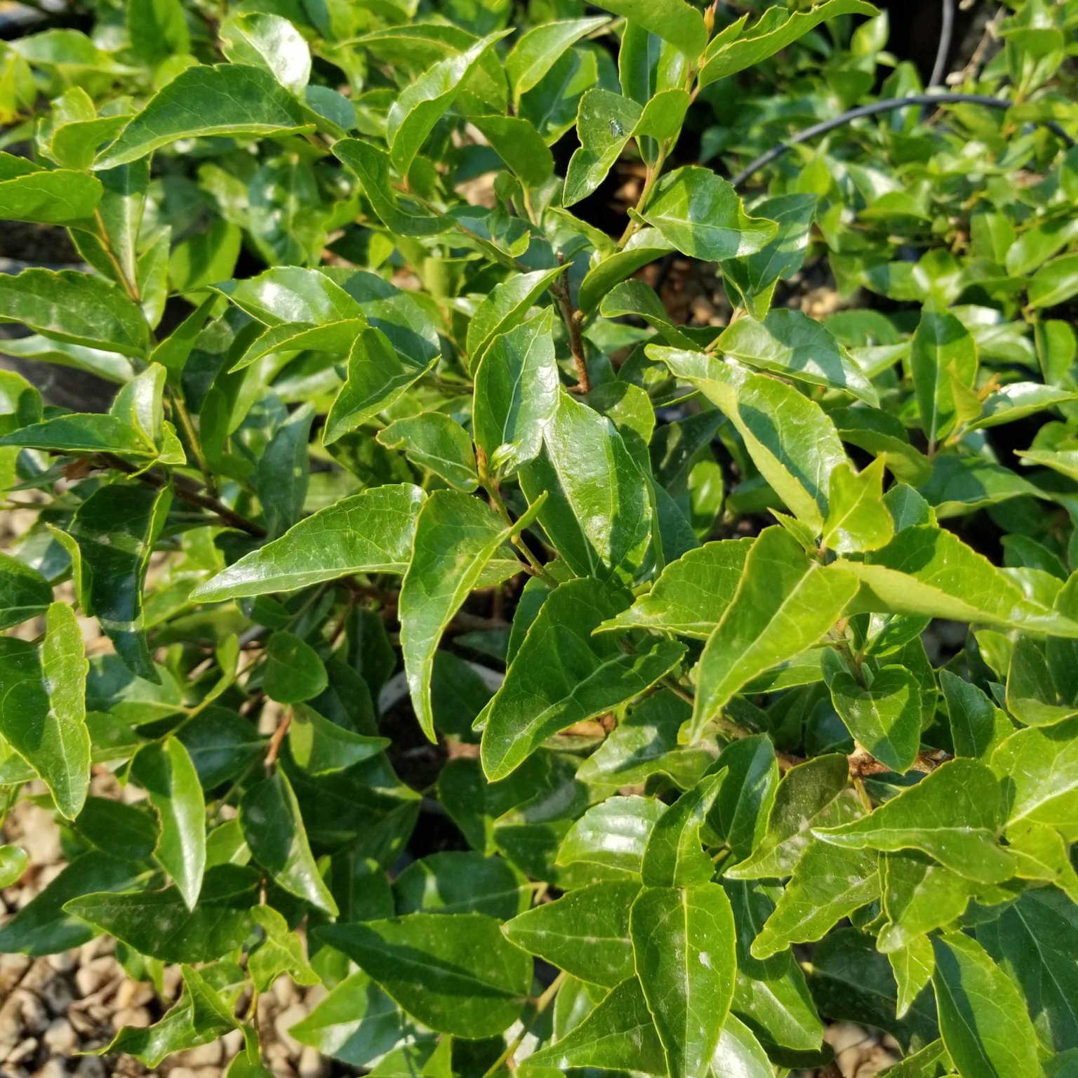 Xylosma congestum 'Compacta' - Compact Shiny Xylosma | Western Star