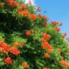 Tecomaria capensis - Cape Honeysuckle | Western Star Nurseries