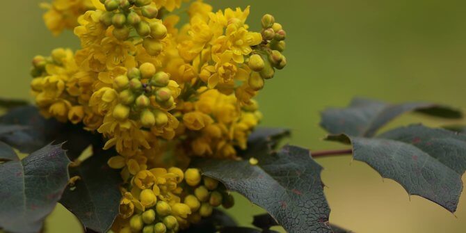 Mahonia repens - Creeping Mahonia | Western Star Nurseries