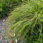 Carex tumulicola - Foothill Sedge | Western Star Nurseries