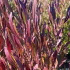 Dodonaea viscosa 'Purpurea' - Purple Hopseed Bush | Western Star Nursery