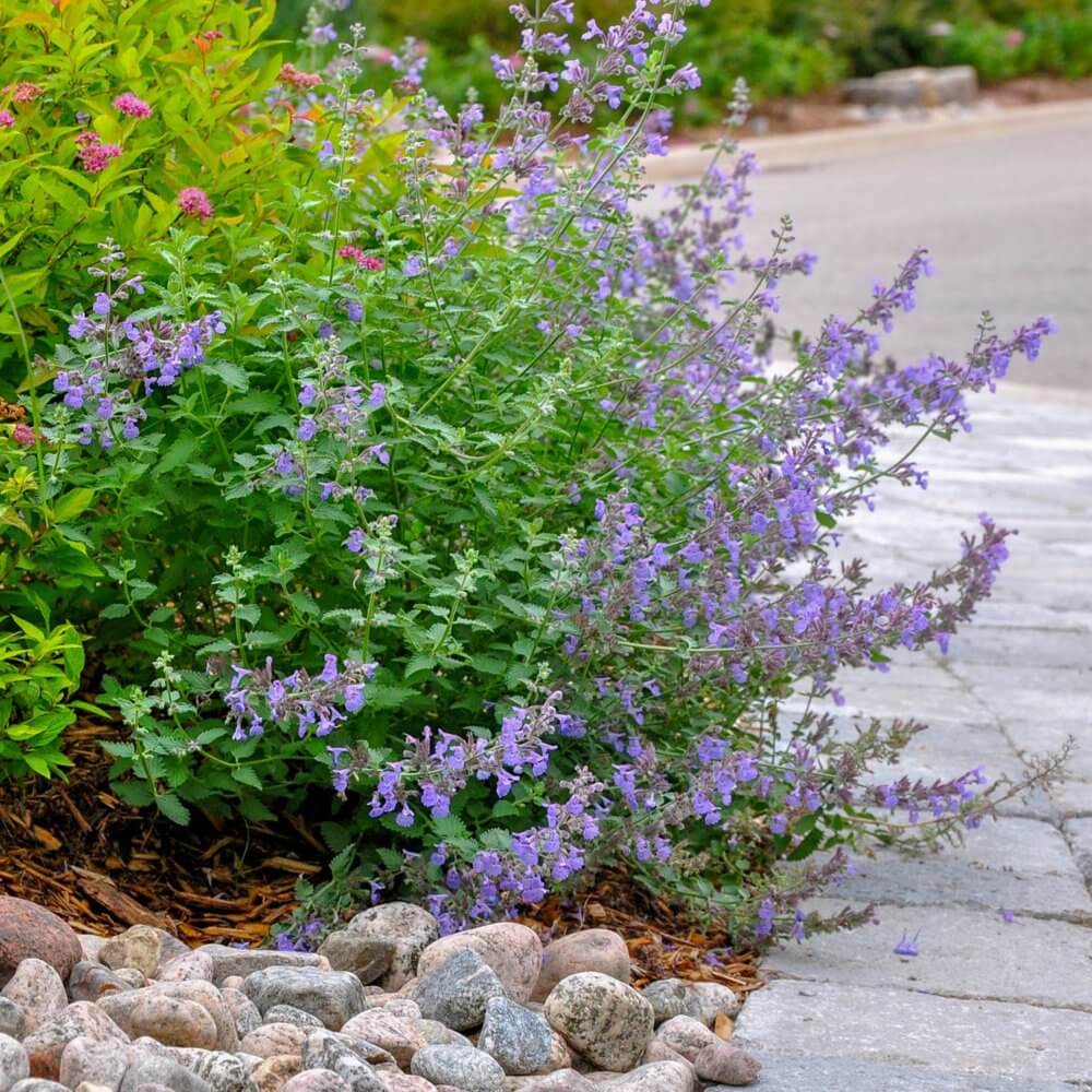 Nepeta x faassenii 'Walker's Low' - Walker's Low Catmint | Western Star N