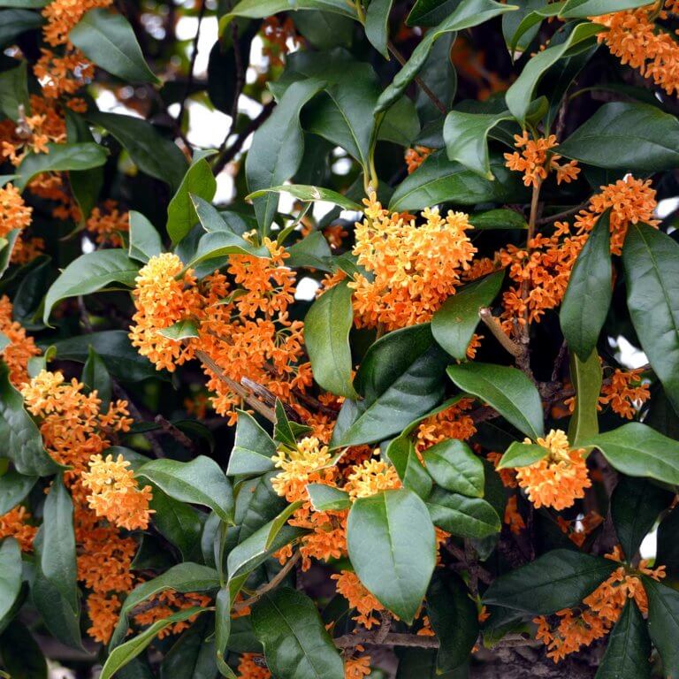 Osmanthus fragrans - Sweet Osmanthus | Western Star Nurseries