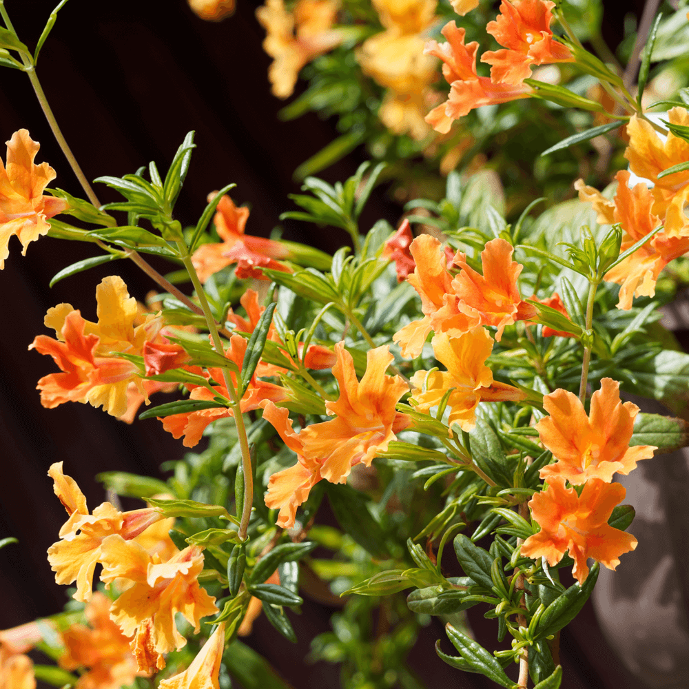 Mimulus aurantiacus - Sticky Monkey-flower | Western Star Nurseries