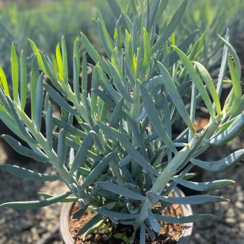 Senecio Skyscraper - Curio ficoides 'Mount Everest' | Western Star Nursery