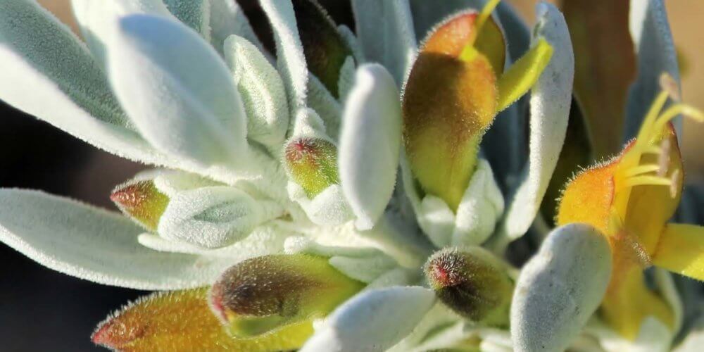 Eremophila glabra 'Grey Horizon' - Gray Emu Bush | Western Star Nursery
