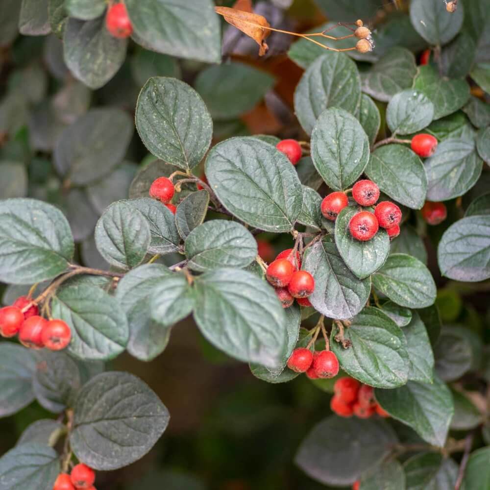 Cotoneaster parneyi- Red Cluster Berry | Western Star Nurseries