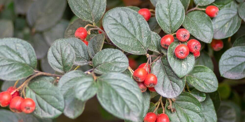 Cotoneaster dammeri 'Lowfast' - Bearberry Cotoneaster | Western Star Nur