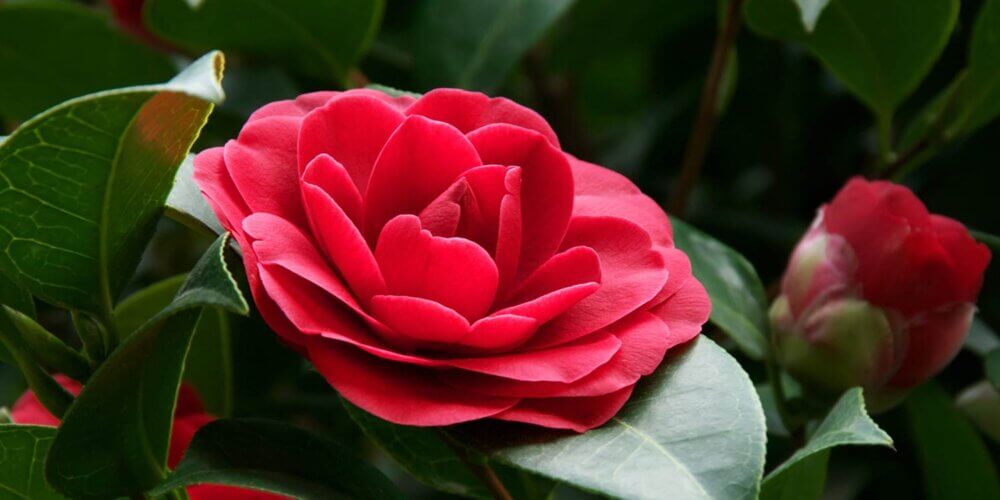 Camellia sasanqua 'Yuletide' - Yuletide Camellia | Western Star Nursery