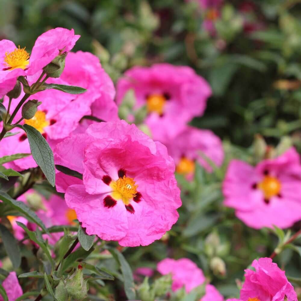 Cistus purpureus - Purple Rockrose | Western Star Nurseries