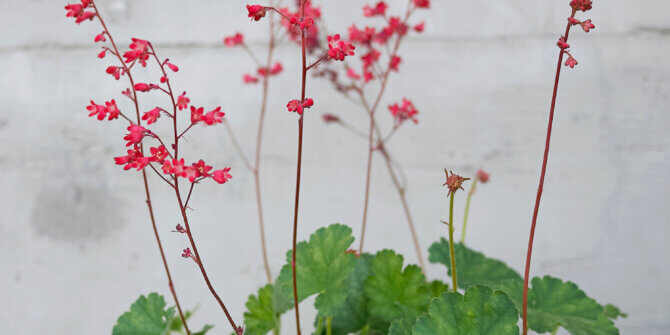 Heuchera x 'Carnival Limeade' - Plant Feature | Western Star Nurseries