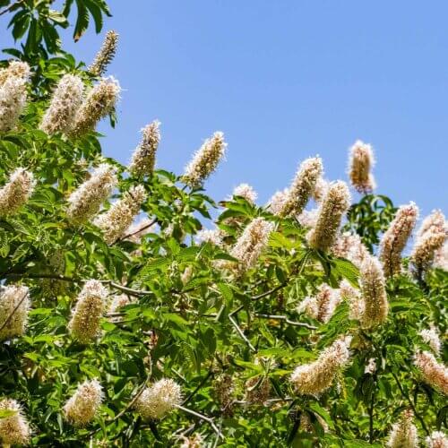 Aesculus californica - California Buckeye | Western Star Nurseries