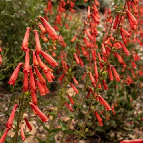 Penstemon eatonii - Firecracker Penstemon | Western Star Nursery