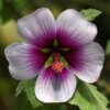 Lavatera maritima - Tree Mallow | Western Star Nurseries