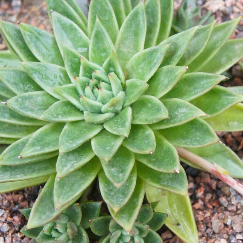 Echeveria agavoides - Wax Agave | Western Star Nurseries