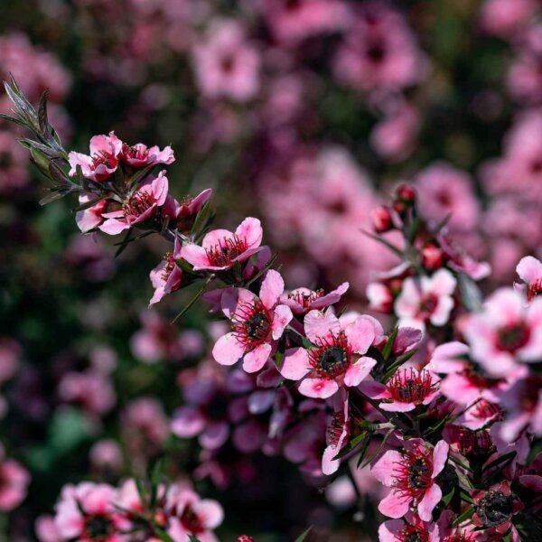 Leptospermum 'Helene Strybing' - New Zealand Tea Tree | Western Star ...