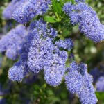 Ceanothus Ray Hartman - Ray Hartman Wild Lilac | Western Star Nurseries