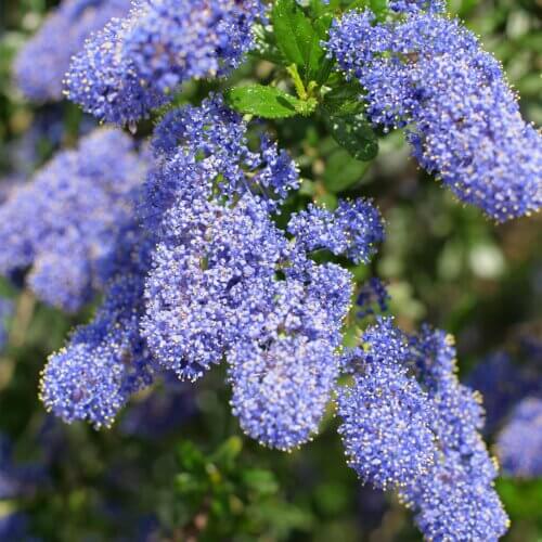 Ceanothus Ray Hartman - Ray Hartman Wild Lilac | Western Star Nurseries