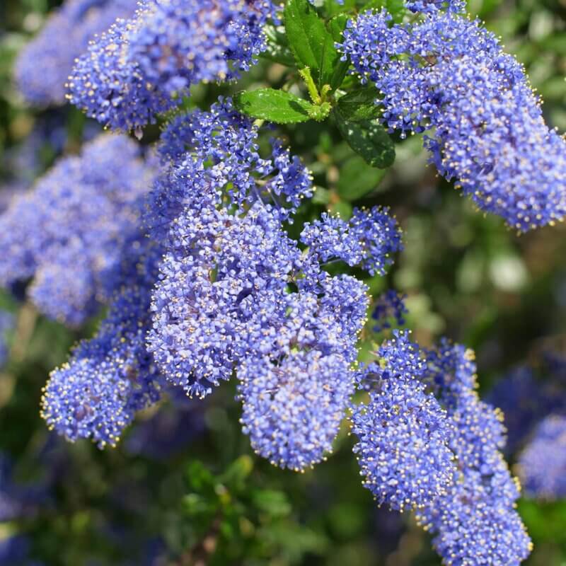Ceanothus Ray Hartman - Ray Hartman Wild Lilac | Western Star Nurseries